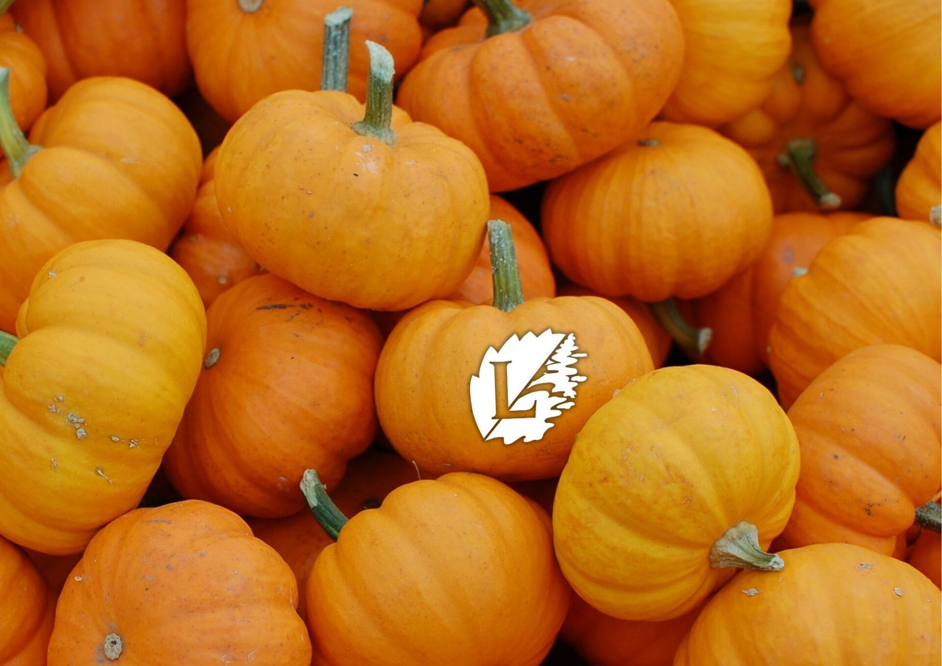 What's On at The Lensbury - The Lensbury